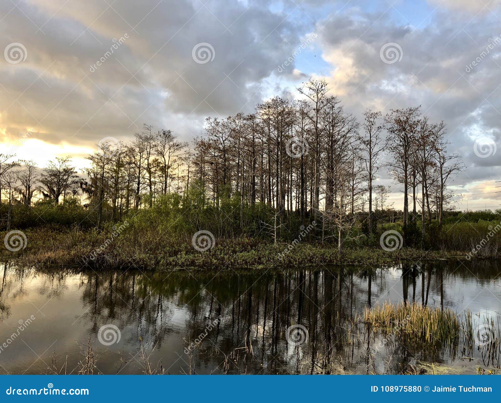 Sunburst in the marsh stock photo. Image of outdoors - 108975880