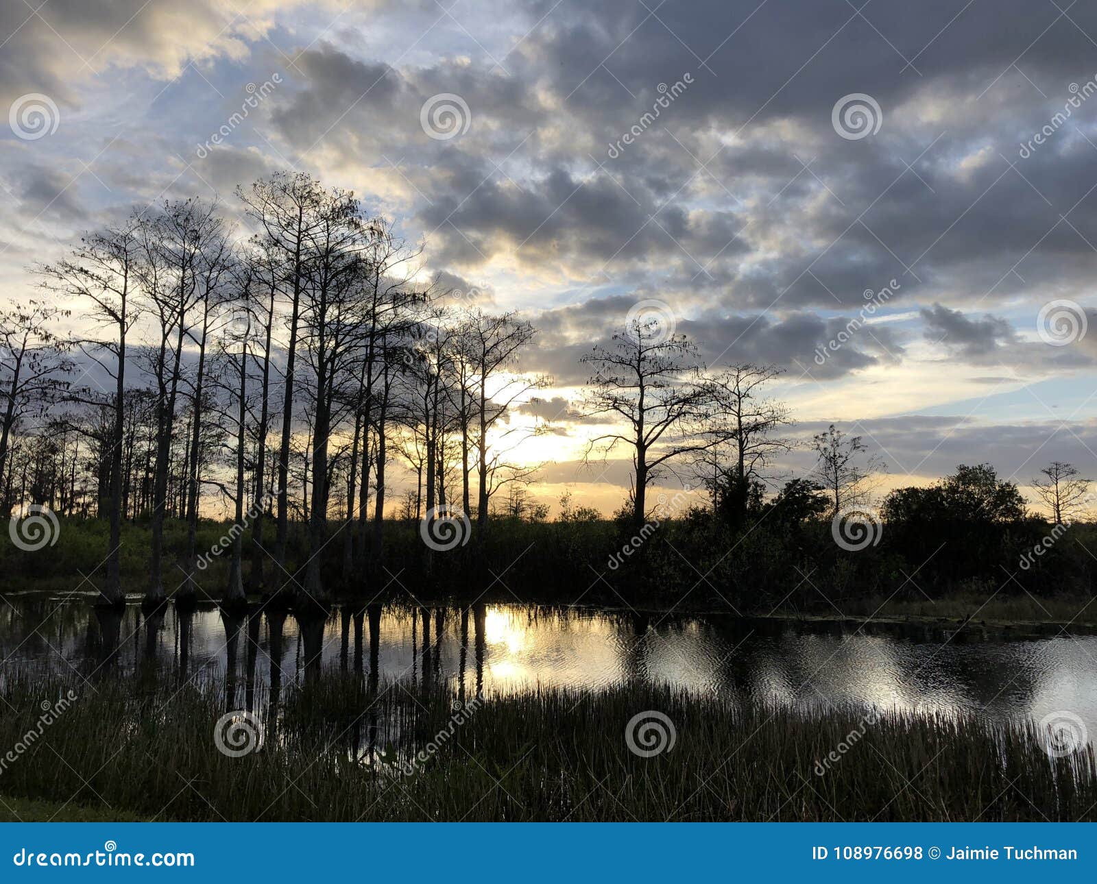 Sunburst in the marsh stock photo. Image of mist, grass - 108976698