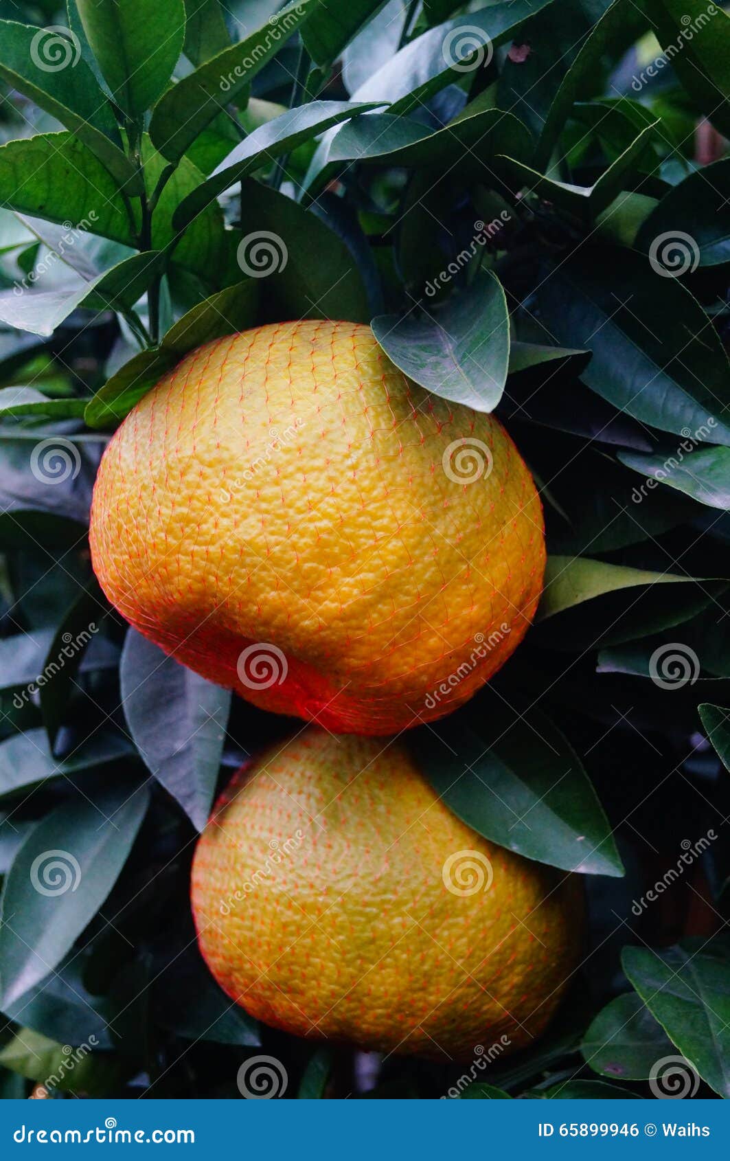 Huge oranges stock photo. Image of rural, growth, agricultural - 65899946