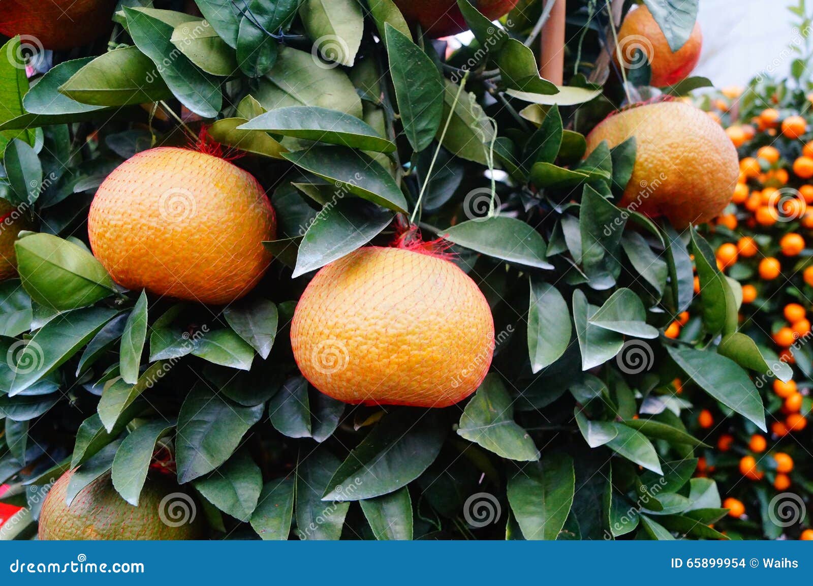 Huge oranges stock photo. Image of background, orange - 65899954
