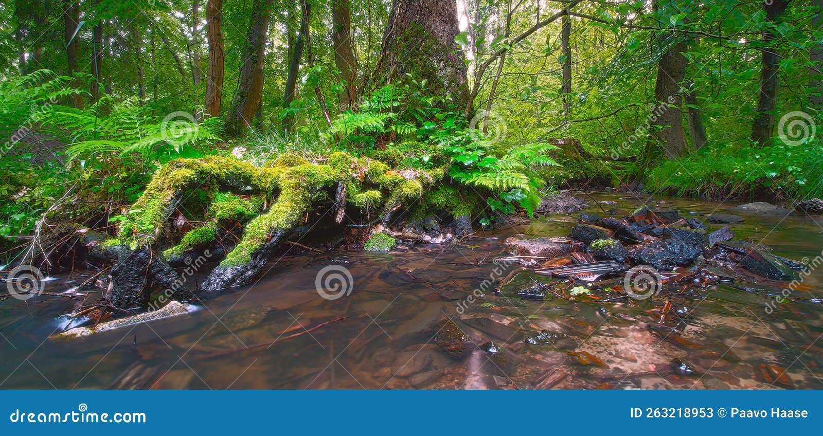 Overgrown undermined root stock image. Image of woodland - 263218953