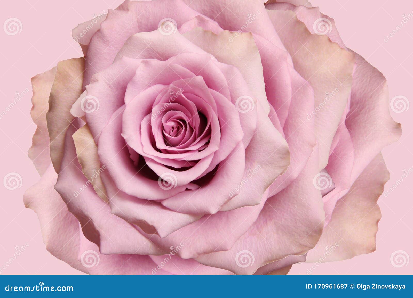 Huge Pale Pink Rose on a Pale Pink Background Stock Image - Image of ...