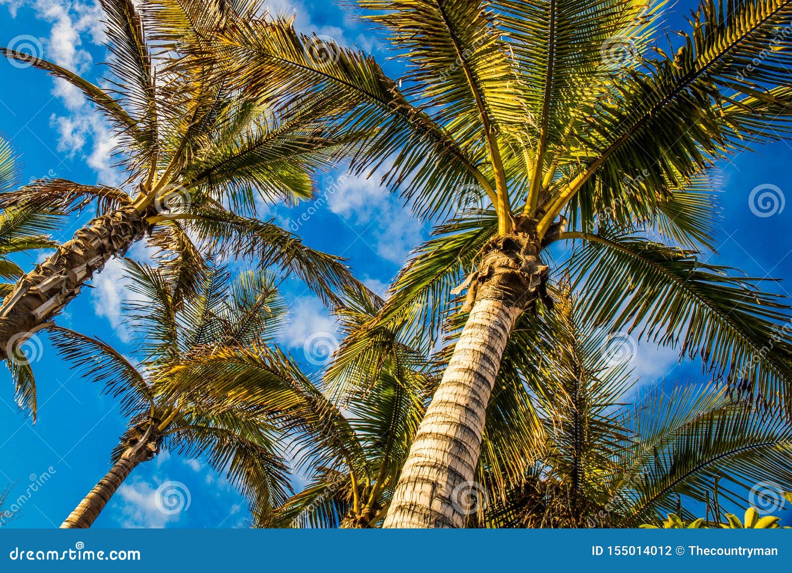 Huge palm tree stock photo. Image of islabonita, coconut - 155014012