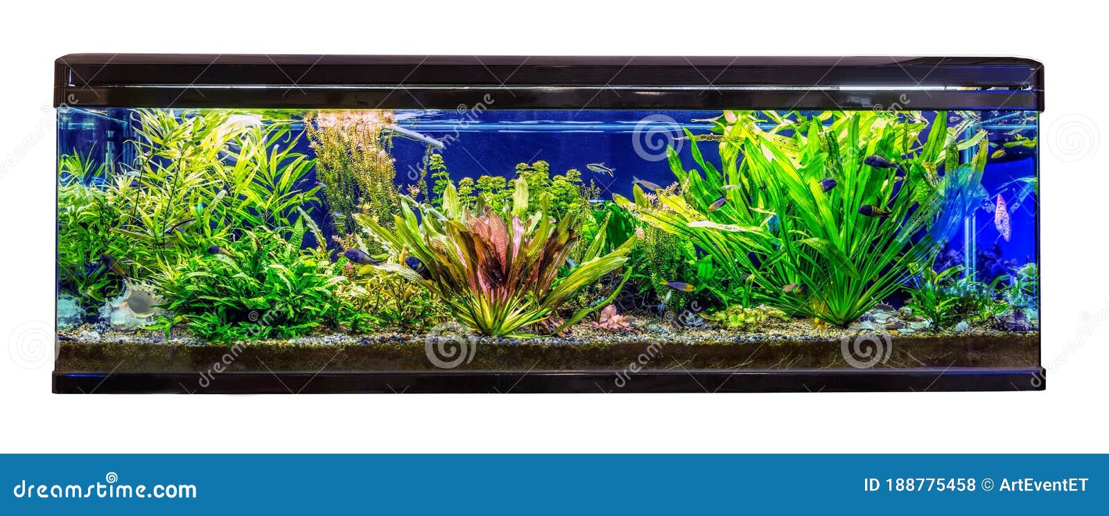 Huge Panoramic Aquarium with Tropical Fish Malawi Cichlids Stock Photo ...