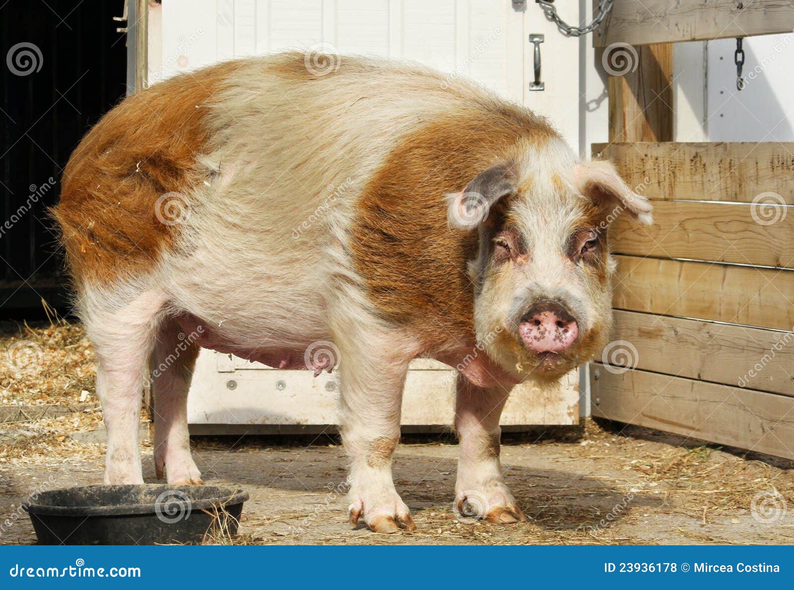 Huge Pig stock photo. Image of huge, imposant, wildlife - 23936178