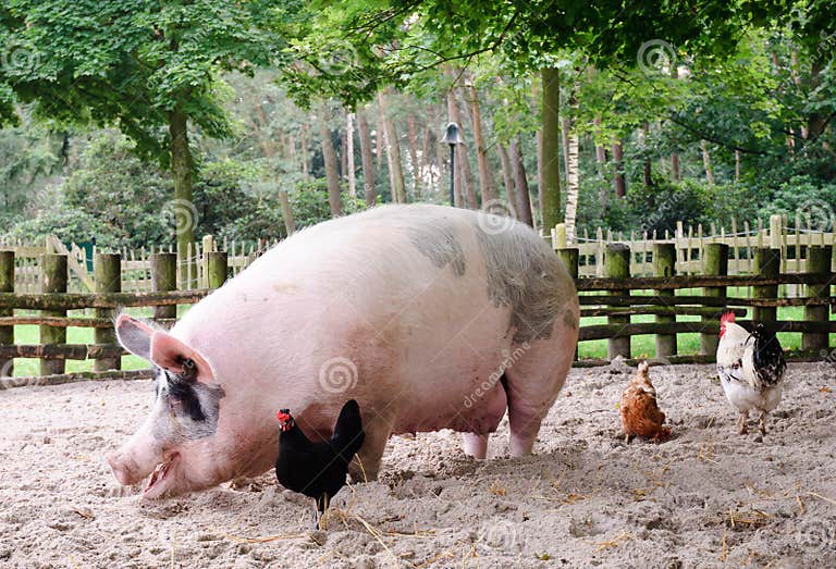 Huge Pig stock photo. Image of adult, sniff, cattle, grown - 6210314
