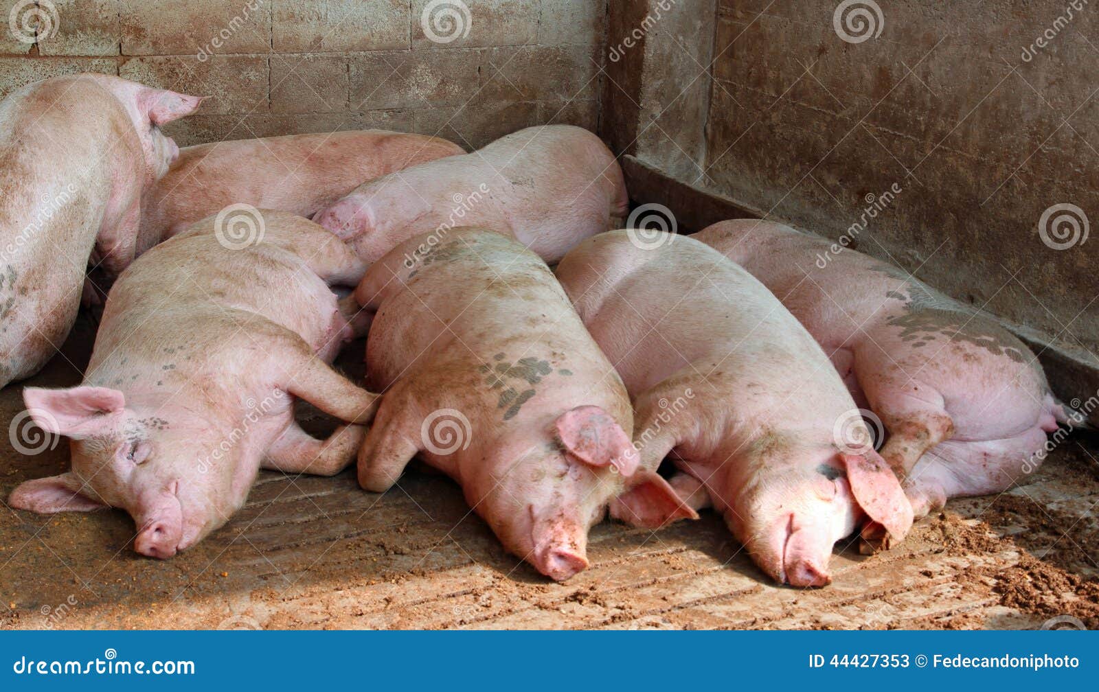 Huge Pigs in the Sty of the Farm Stock Image - Image of farmer, austria ...