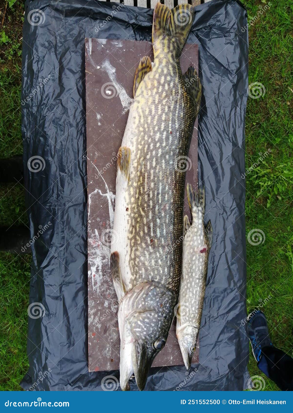 Huge pike 10kg stock photo. Image of dead, fish, pike - 251552500