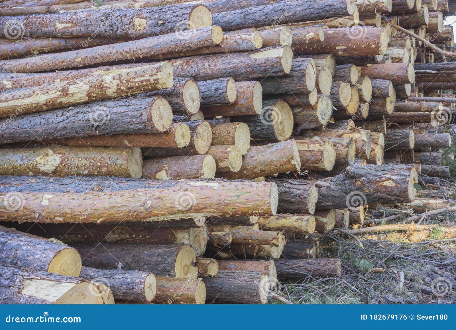 Huge Pile of Felled Trees. Wood Procurement Stock Photo - Image of ...