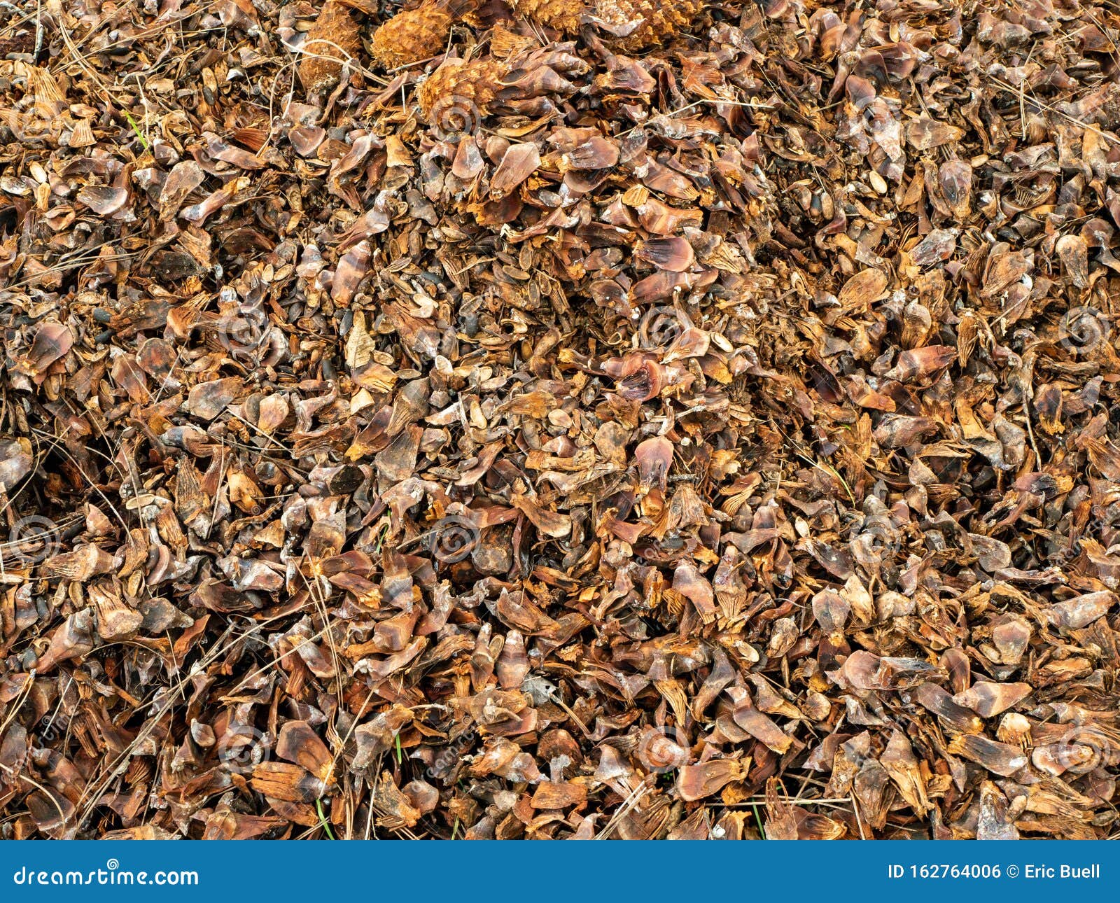 Huge Pile of Grey Pine Cones by Torn Apart by Squirrels Stock Photo ...