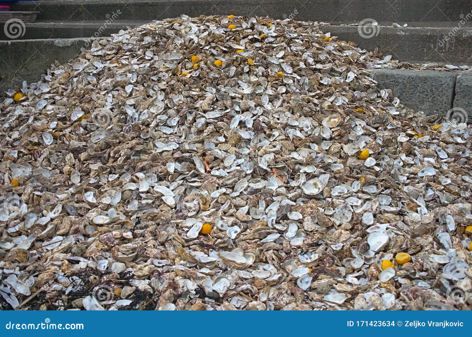 Pile Of Oyster Shells Stock Image | CartoonDealer.com #43978375