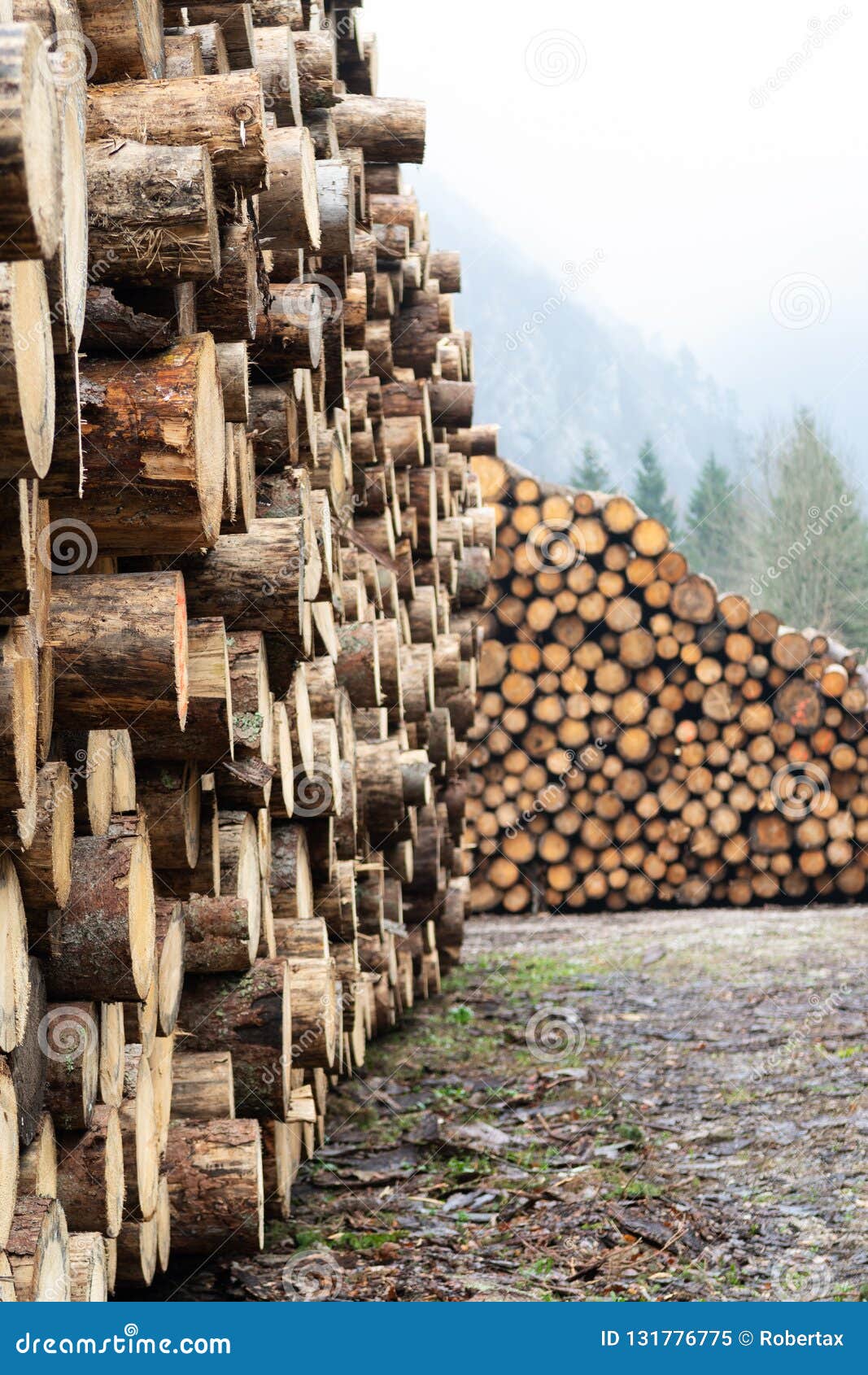 Huge Piles Of Fresh Big Size Shells Royalty-Free Stock Photography ...