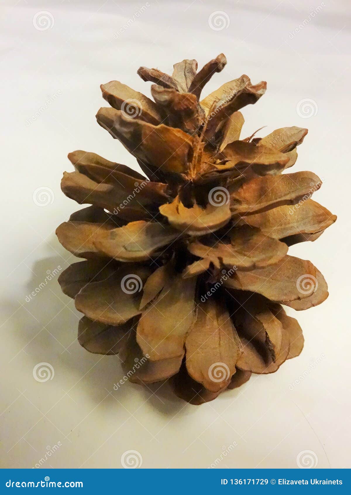 A pine cone from Cyprus stock image. Image of wild, forest - 136171729