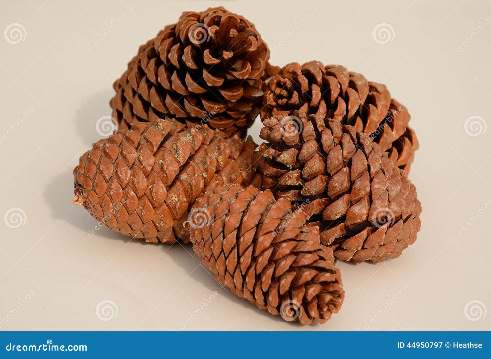 Huge Pine Cones on Pale Background Stock Image - Image of collection ...