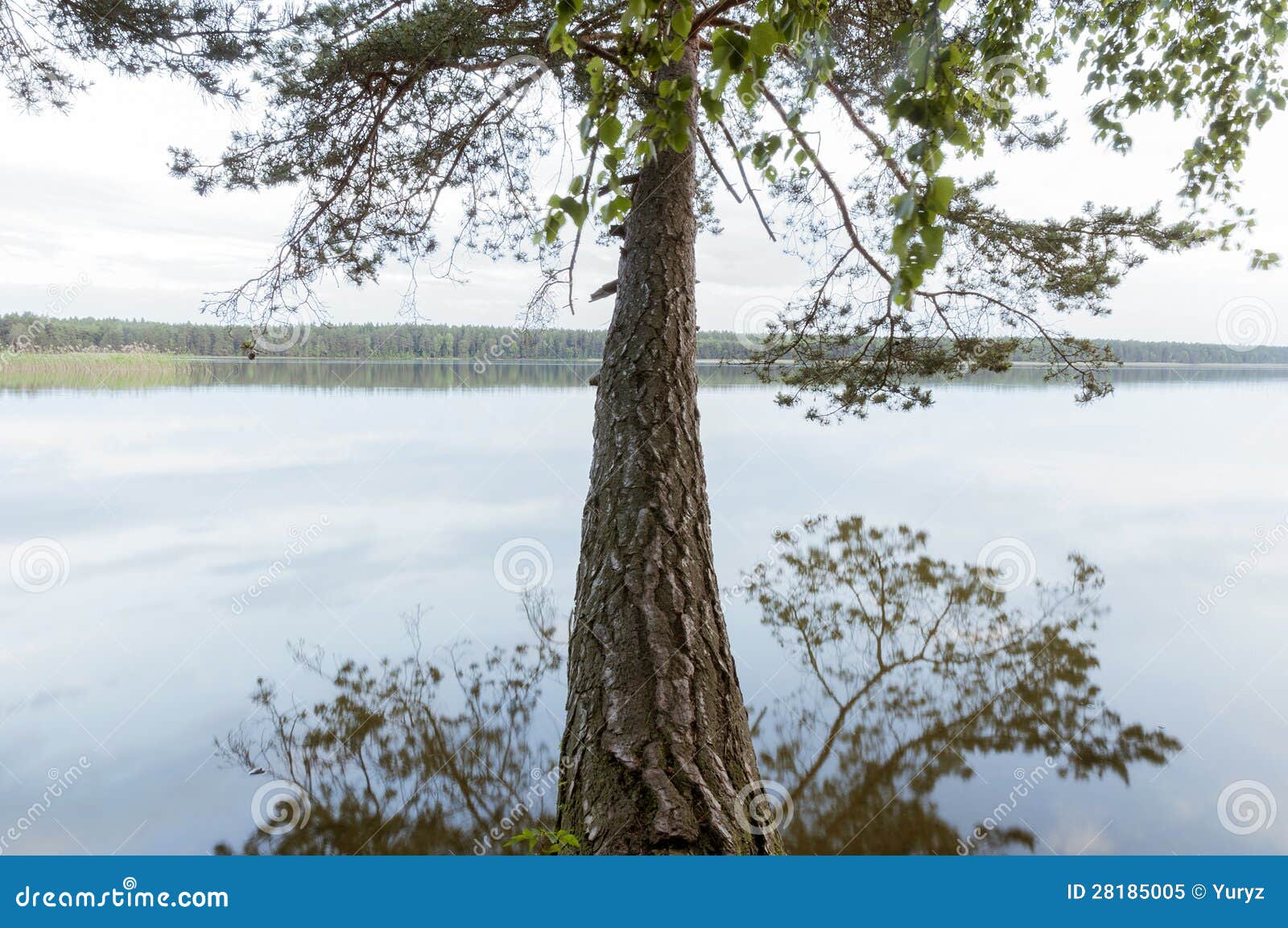 Huge pine over lake stock image. Image of hanged, forest - 28185005
