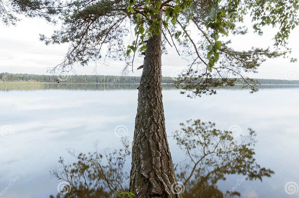 Huge pine over lake stock image. Image of hanged, forest - 28185005