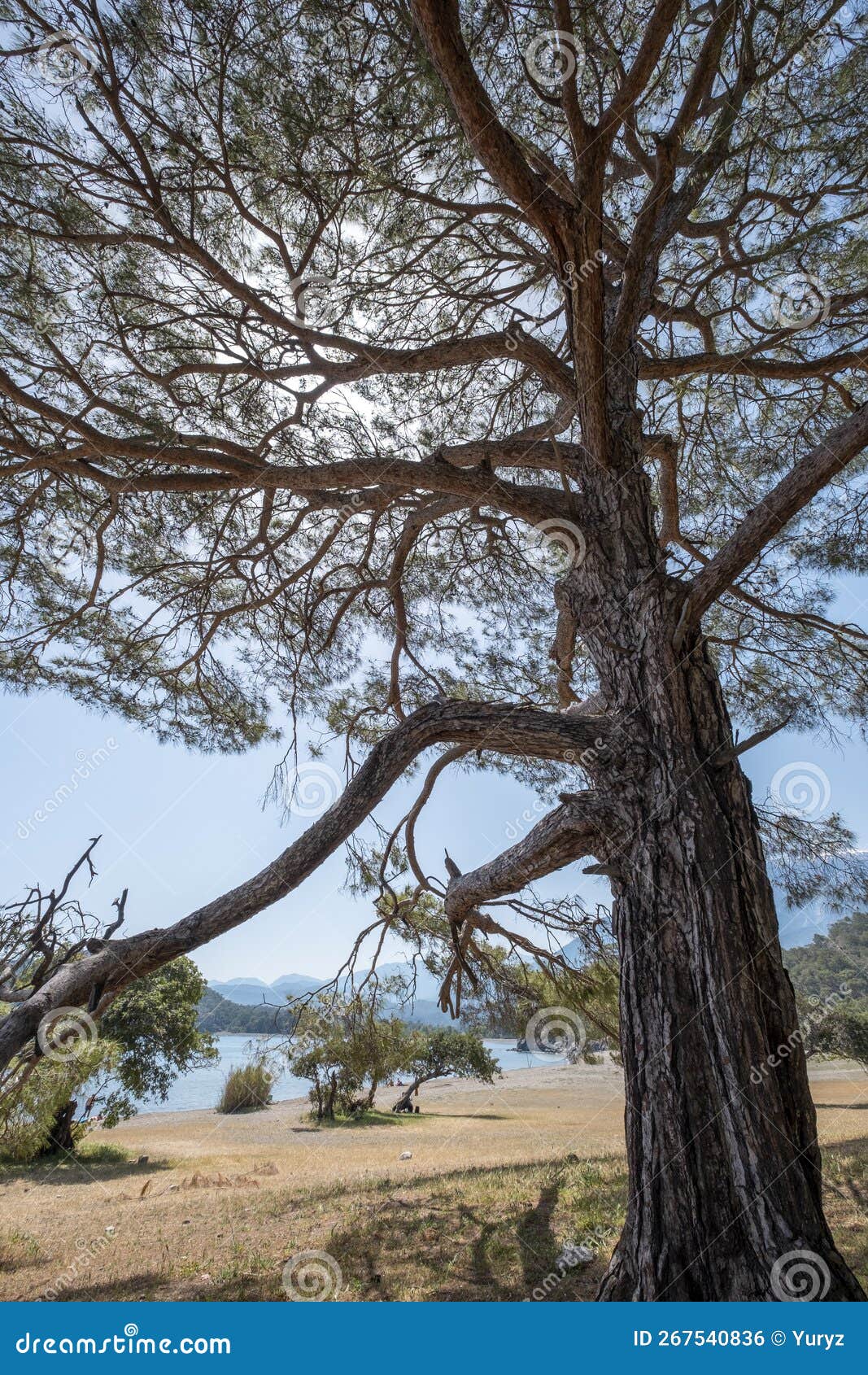 Huge pine tree stock photo. Image of tree, wide, bark - 267540836