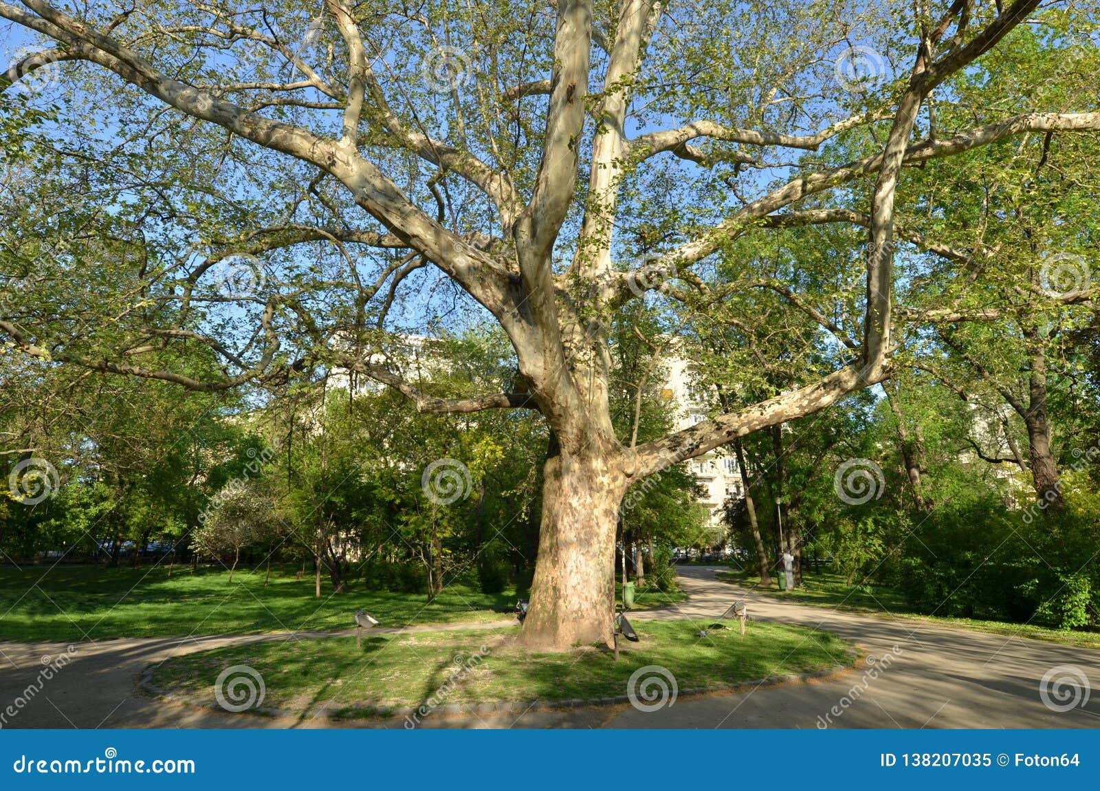 Huge Plane Tree in Springtime Stock Image - Image of sunny, colors ...