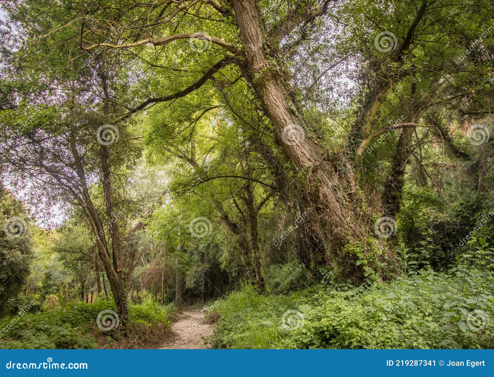 Huge Poplar Trees in Riverine Forest Stock Image - Image of forest ...