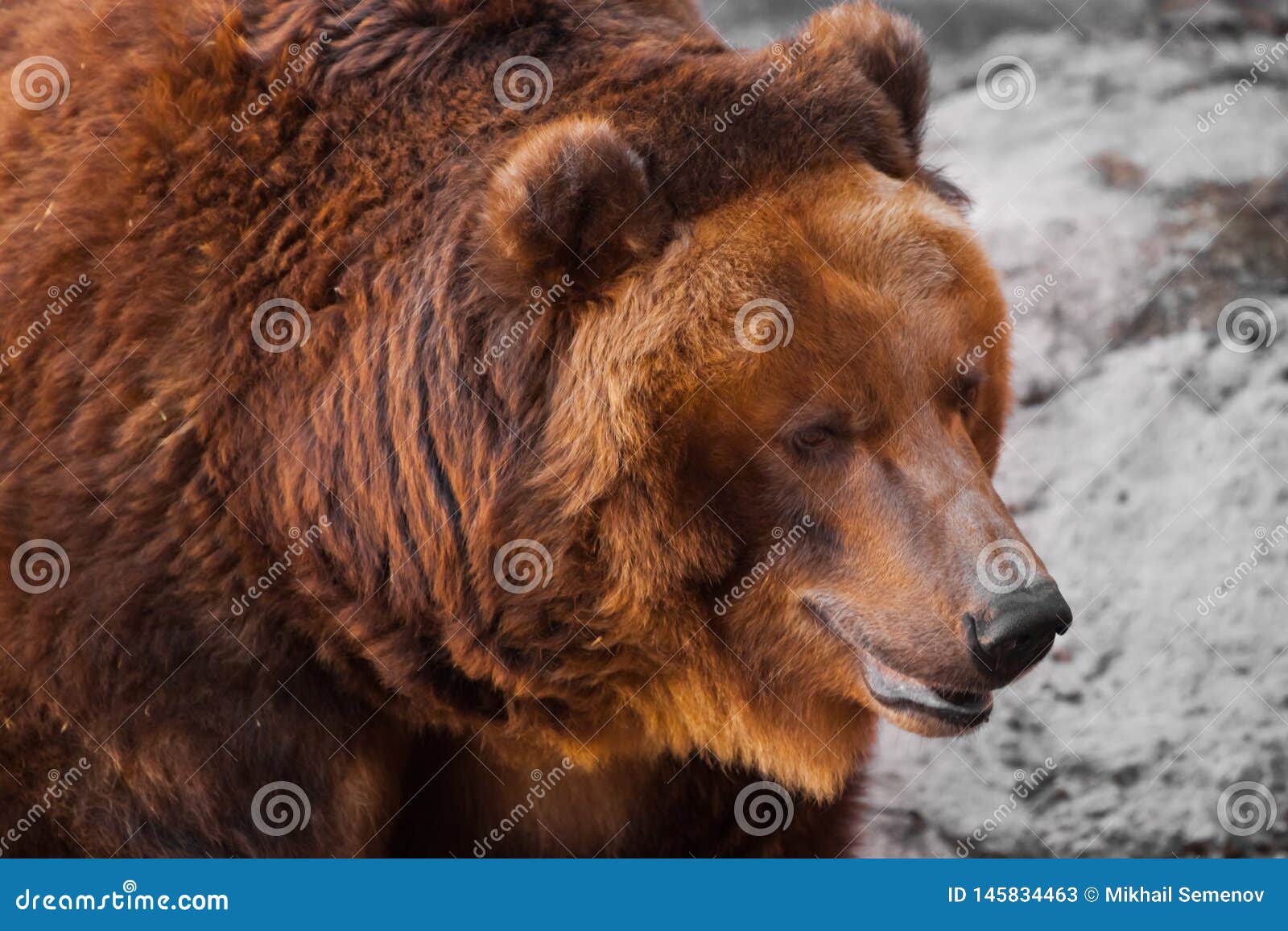 Huge Powerful Brown Bear Close-up, Strong Beast on a Stone Background ...