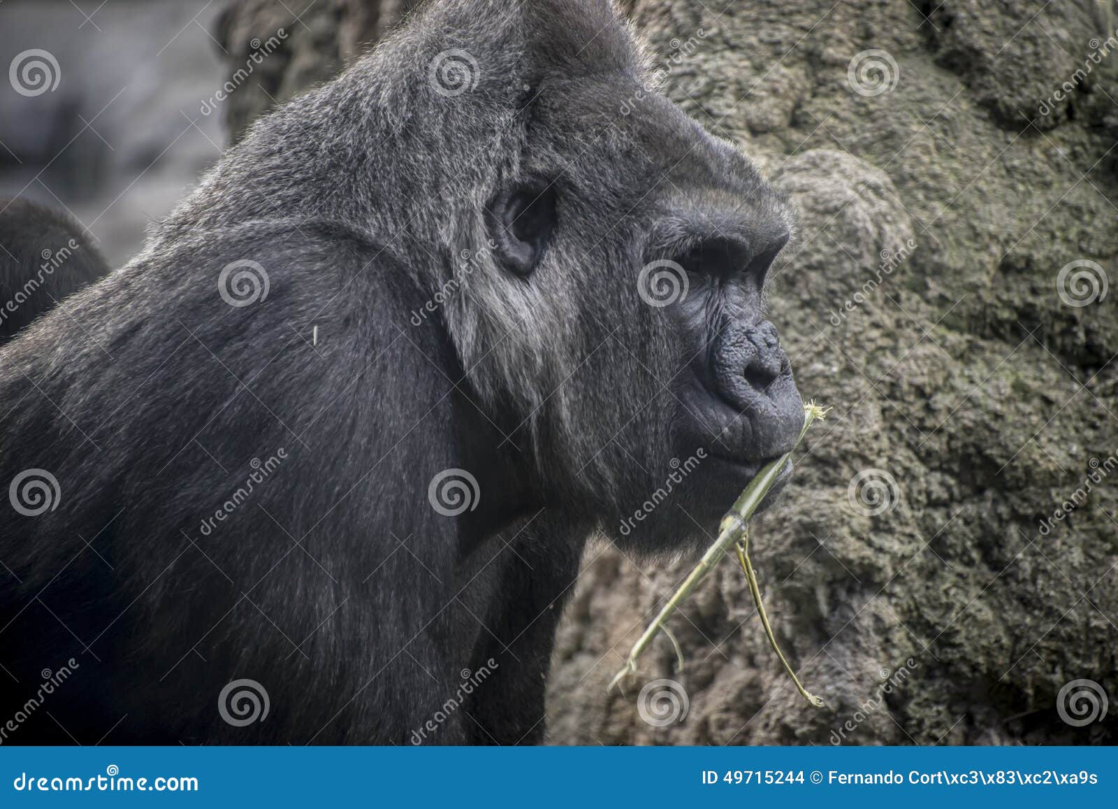 Huge and Powerful Gorilla, Natural Environment Stock Photo - Image of ...