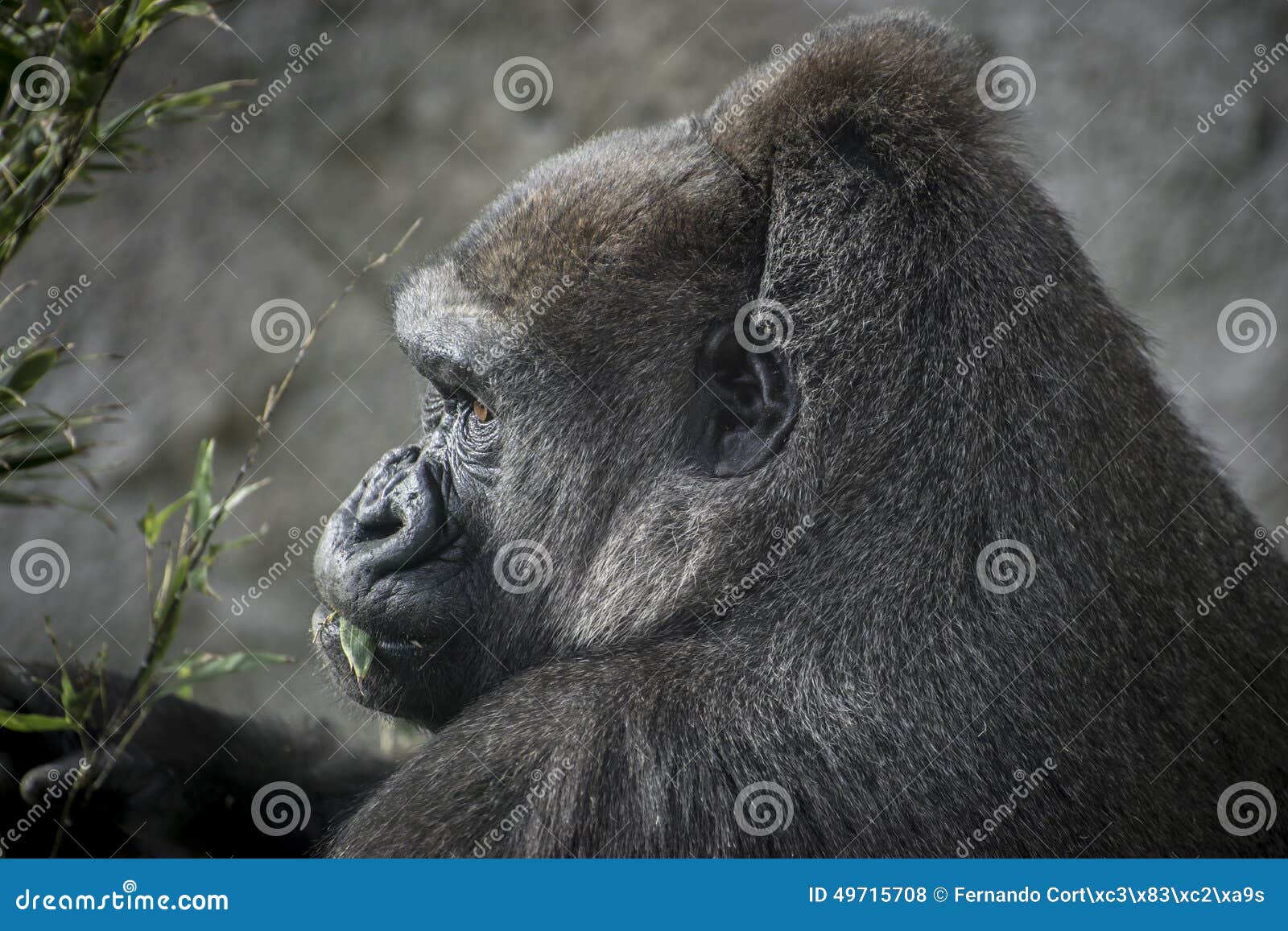 Huge and Powerful Gorilla, Natural Environment Stock Photo - Image of ...