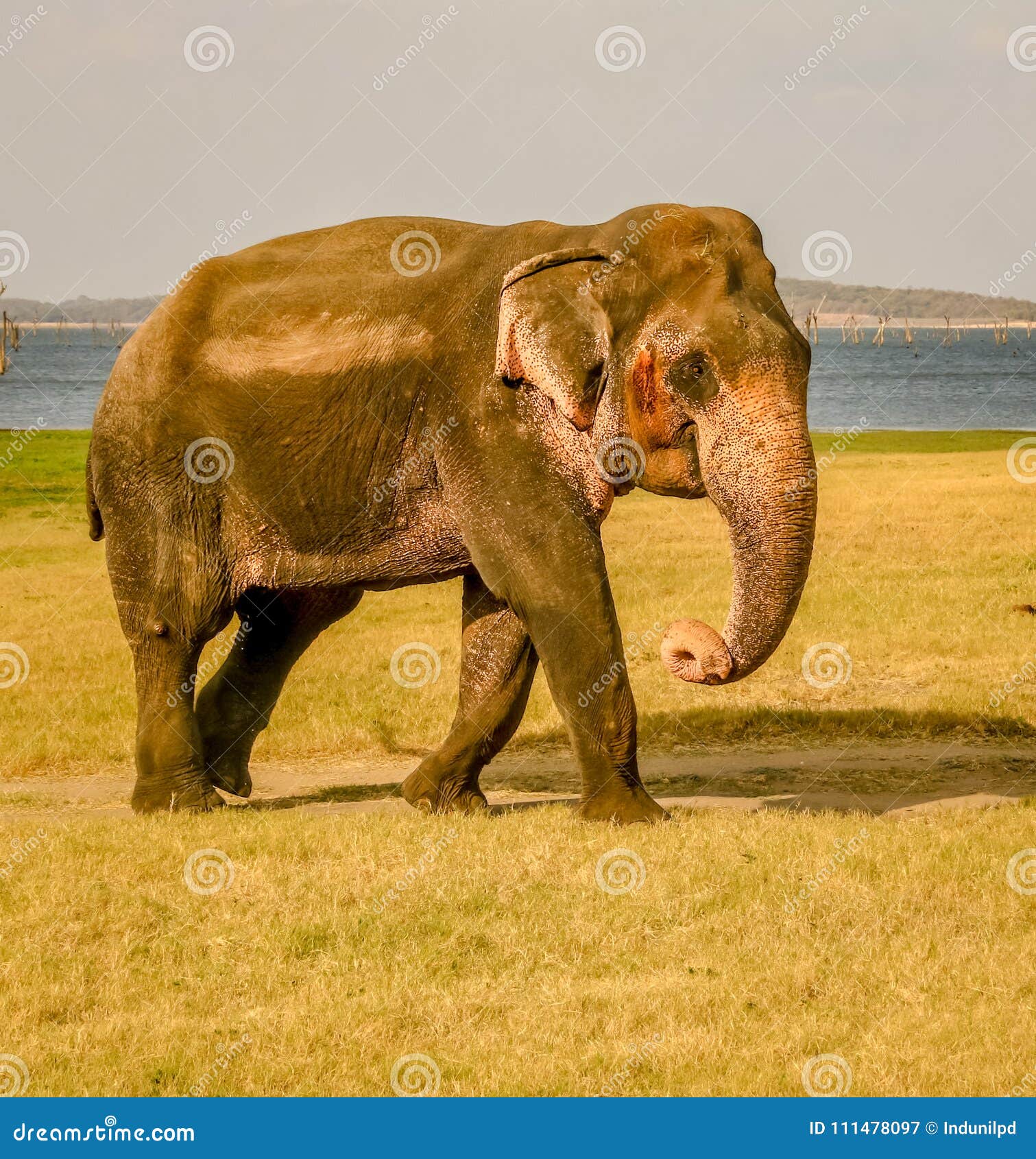 Strong Wild elephant stock image. Image of srilanka - 111478097