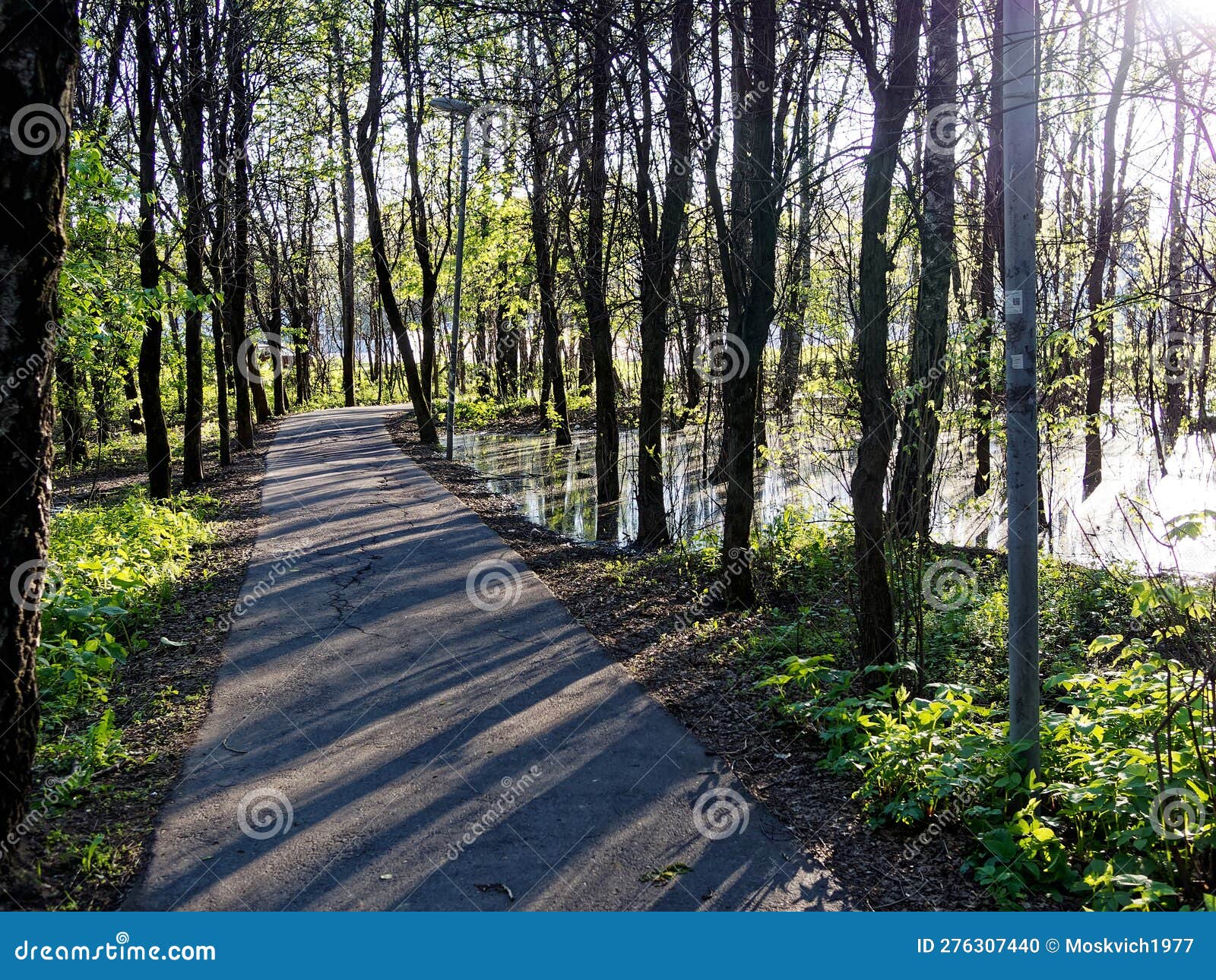 A Huge Puddle in the Park among the Trees Stock Photo - Image of ...