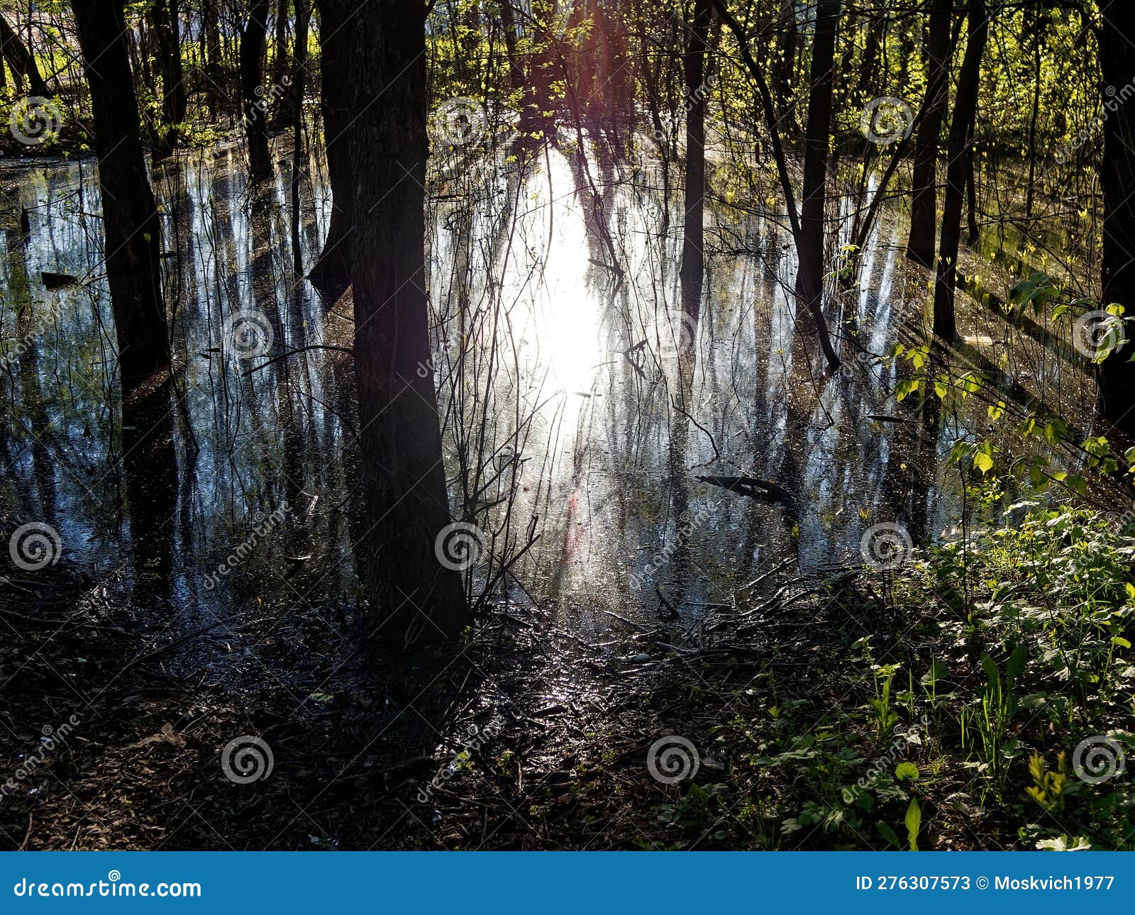 A Huge Puddle in the Park among the Trees Stock Image - Image of pine ...