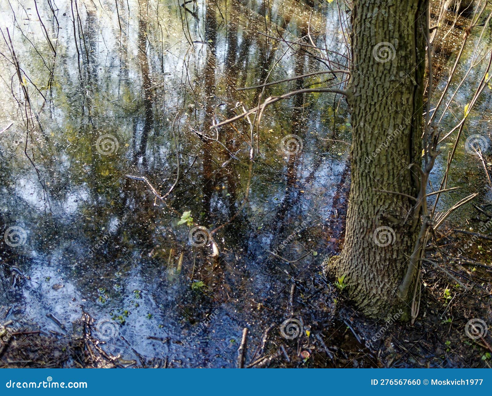 A Huge Puddle in the Park among the Trees Stock Photo - Image of blue ...