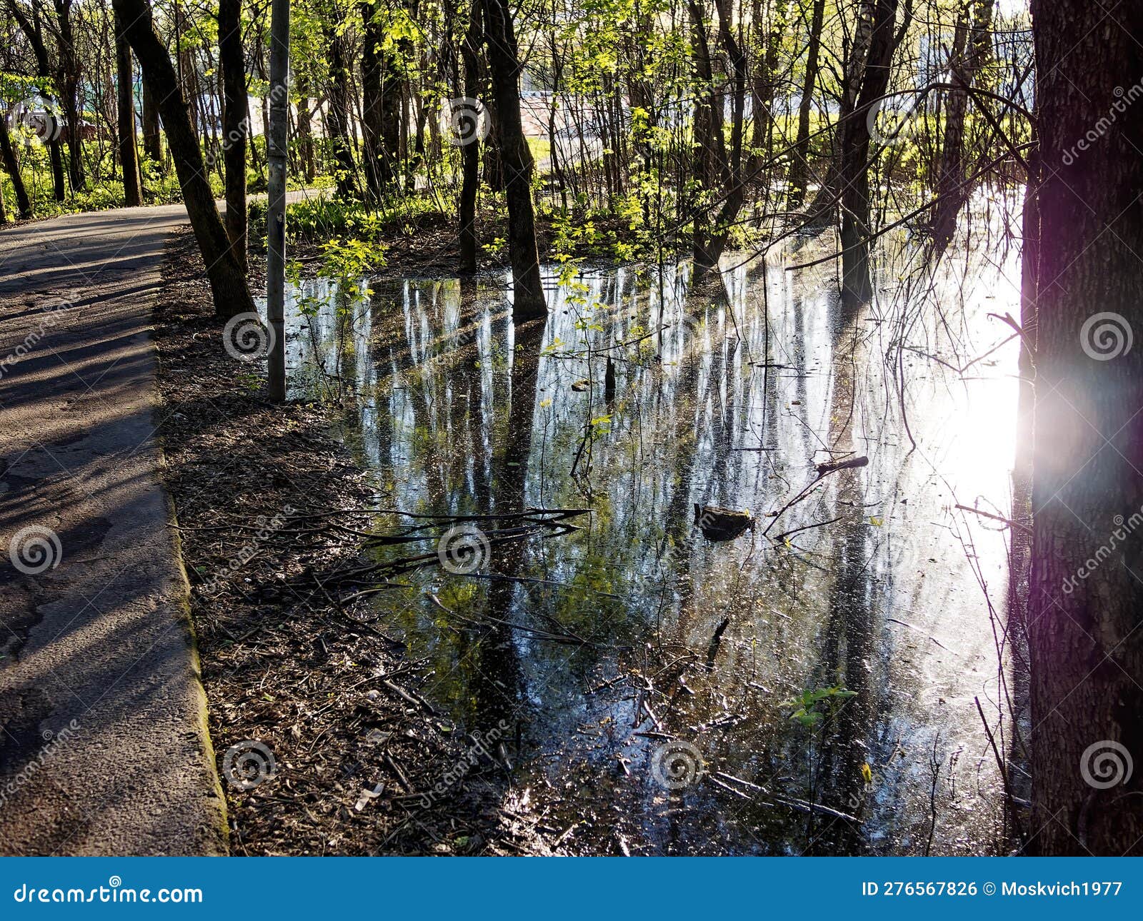 A Huge Puddle in the Park among the Trees Stock Photo - Image of water ...