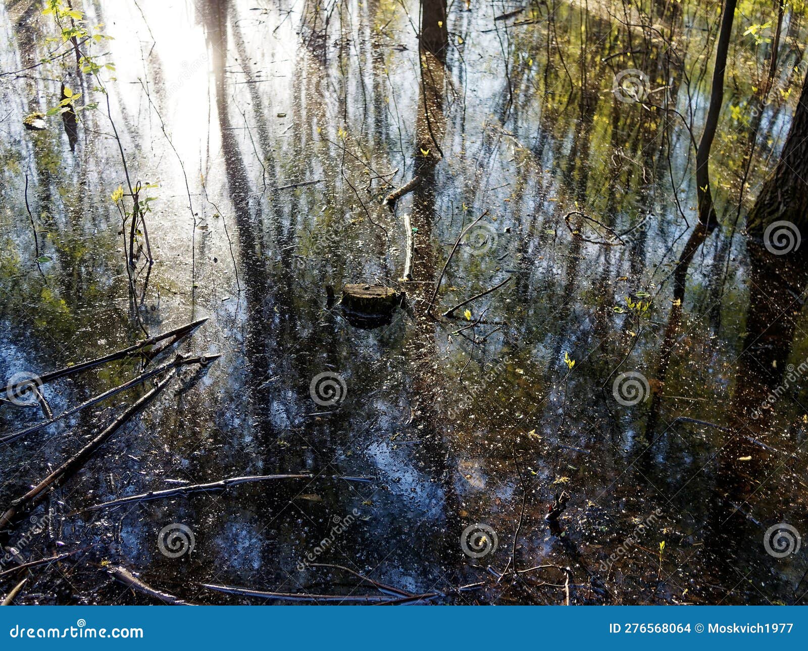 A Huge Puddle in the Park among the Trees Stock Photo - Image of tree ...