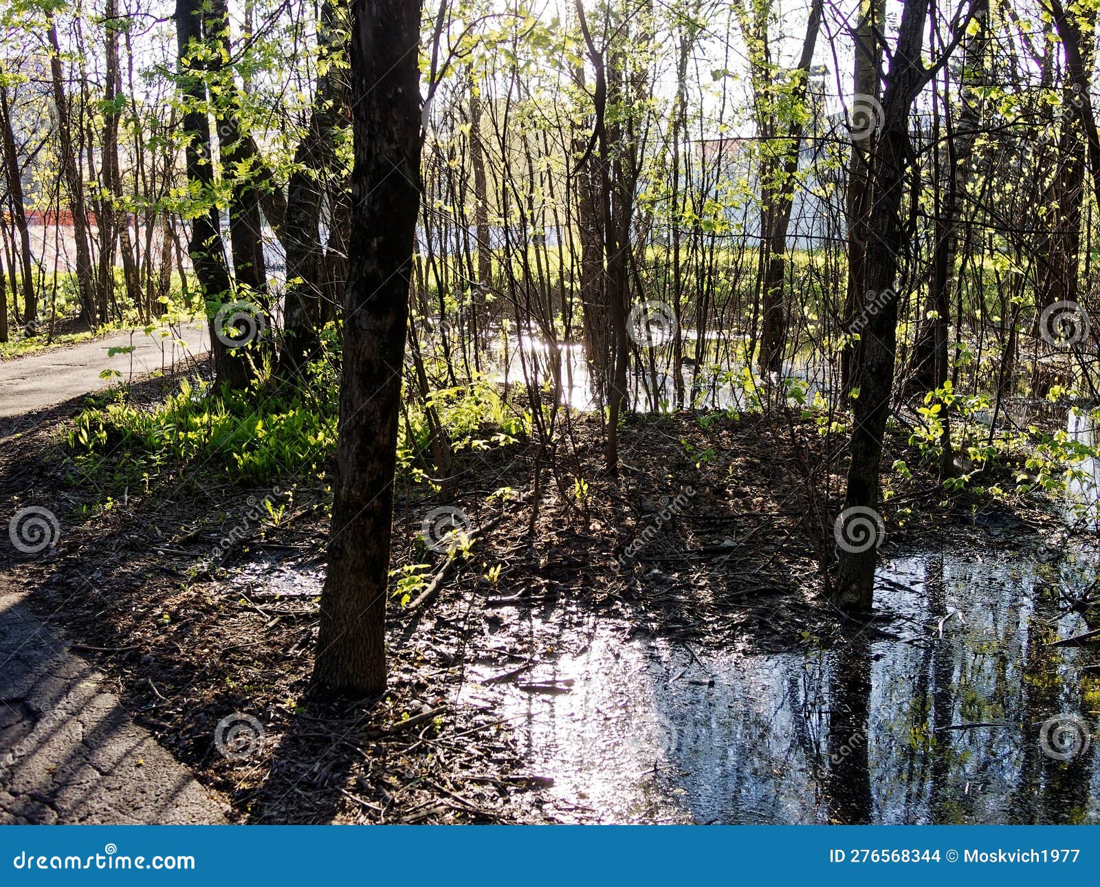 A Huge Puddle in the Park among the Trees Stock Photo - Image of water ...