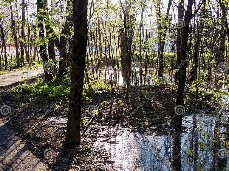 A Huge Puddle in the Park among the Trees Stock Photo - Image of water ...