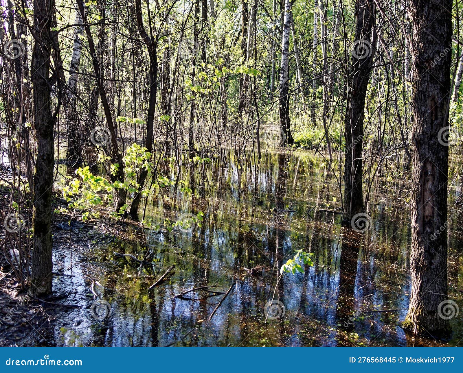 A Huge Puddle in the Park among the Trees Stock Image - Image of ...