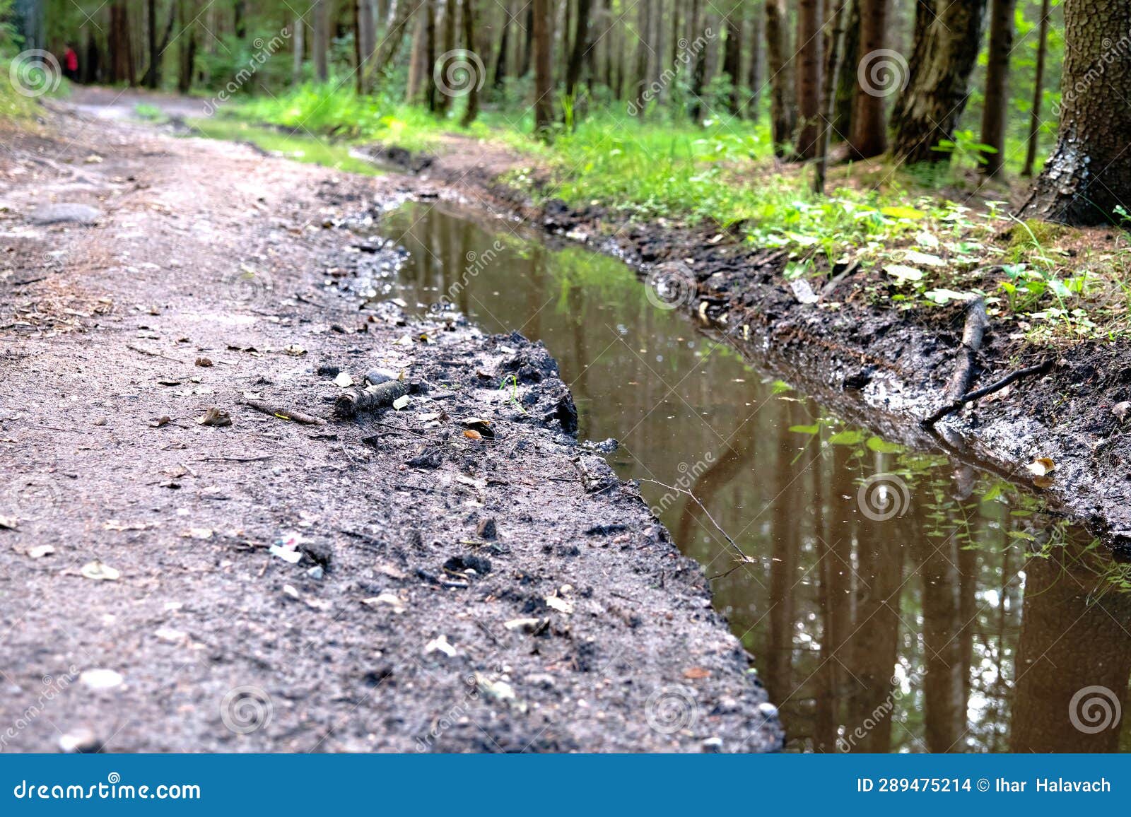 A Huge Puddle on a Path in the Forest Stock Photo - Image of green ...