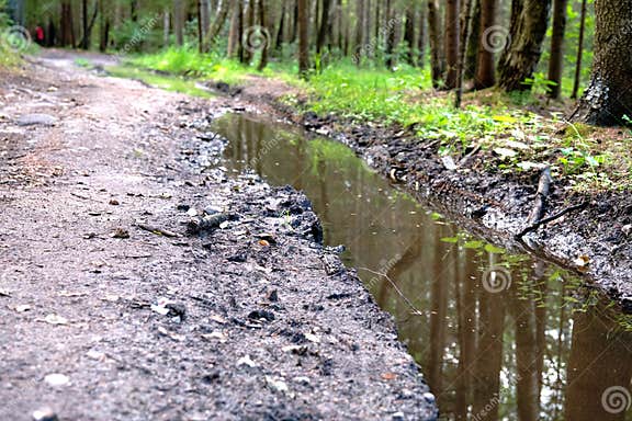 A Huge Puddle on a Path in the Forest Stock Photo - Image of green ...