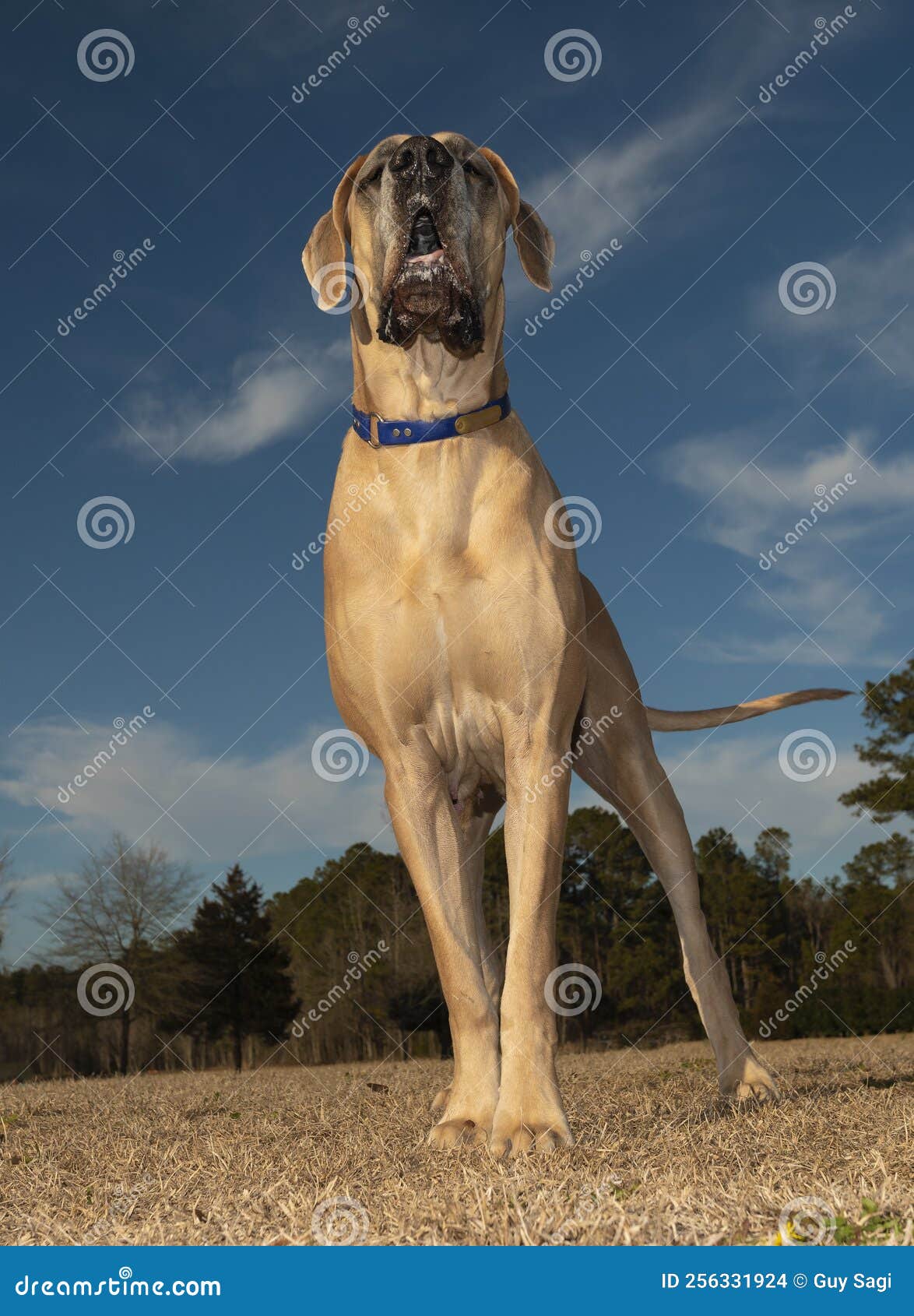 Huge Great Dane Towering Over the Cameraman Stock Photo - Image of huge ...