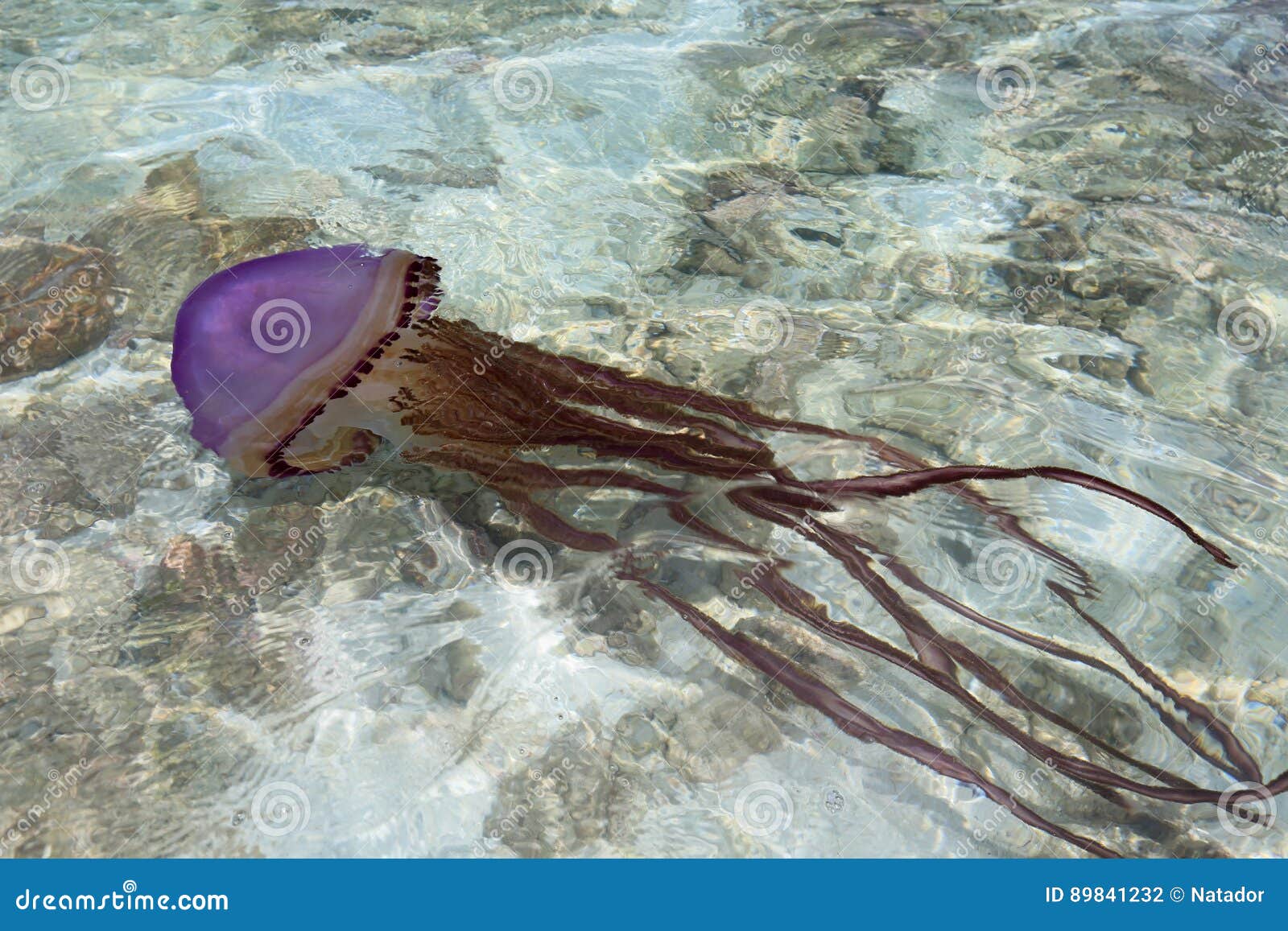 724 Shallow Water Jellyfish Stock Photos - Free & Royalty-Free Stock ...