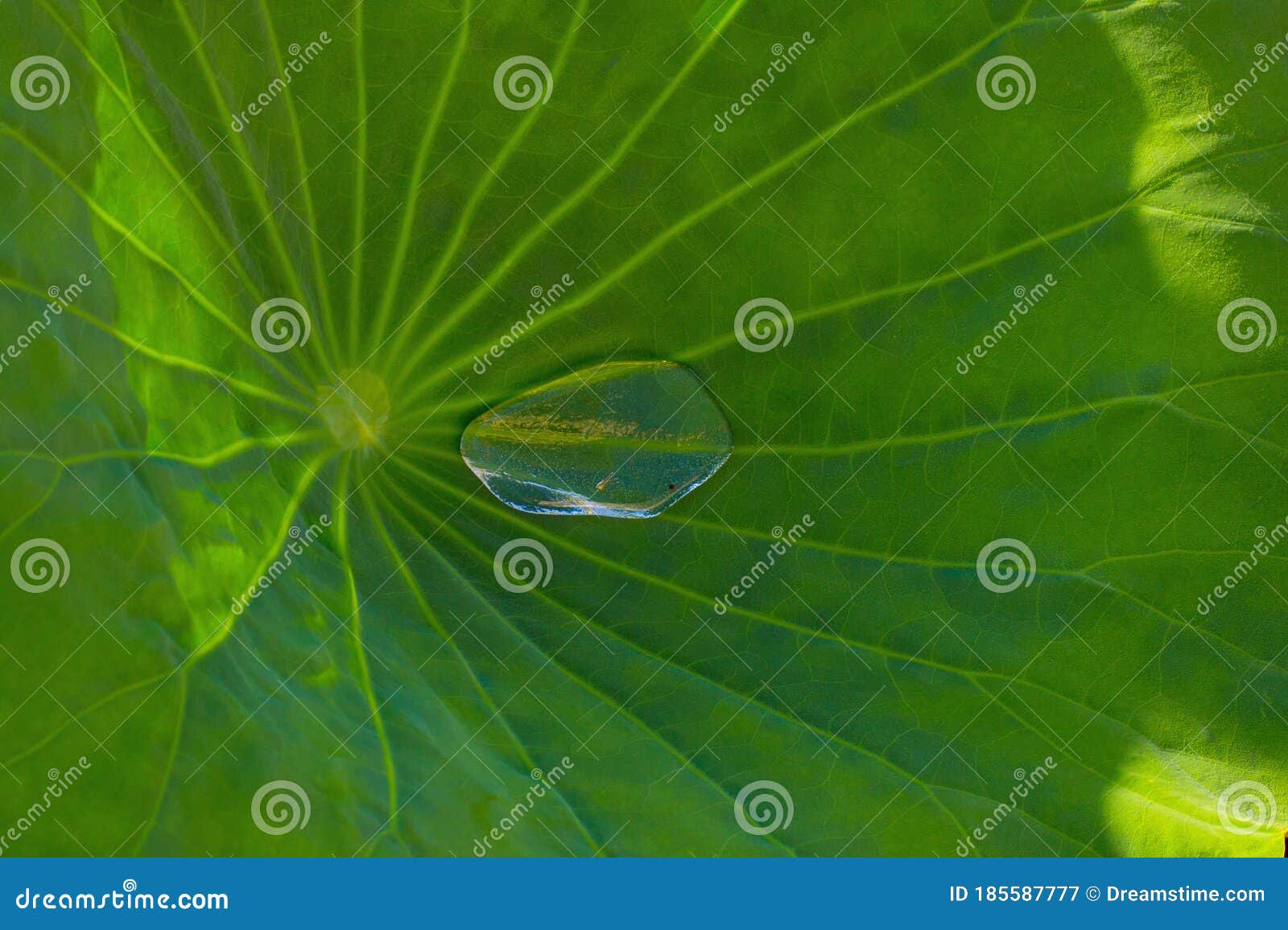 A Huge Rain Drop Sitting Inside a Large Lily Pad Stock Image - Image of ...