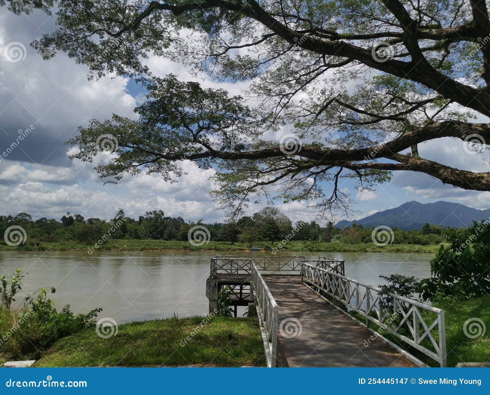 Huge Rainforest Tree Growing by the Riverside. Stock Image - Image of ...