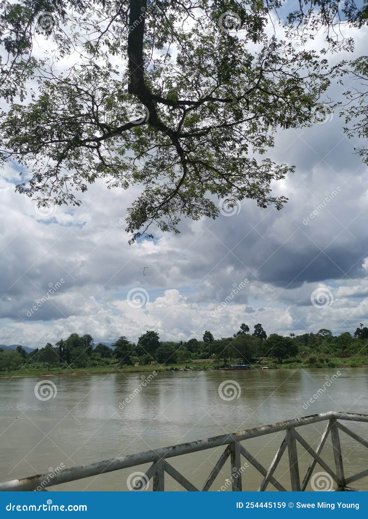 Huge Rainforest Tree Growing by the Riverside. Stock Image - Image of ...
