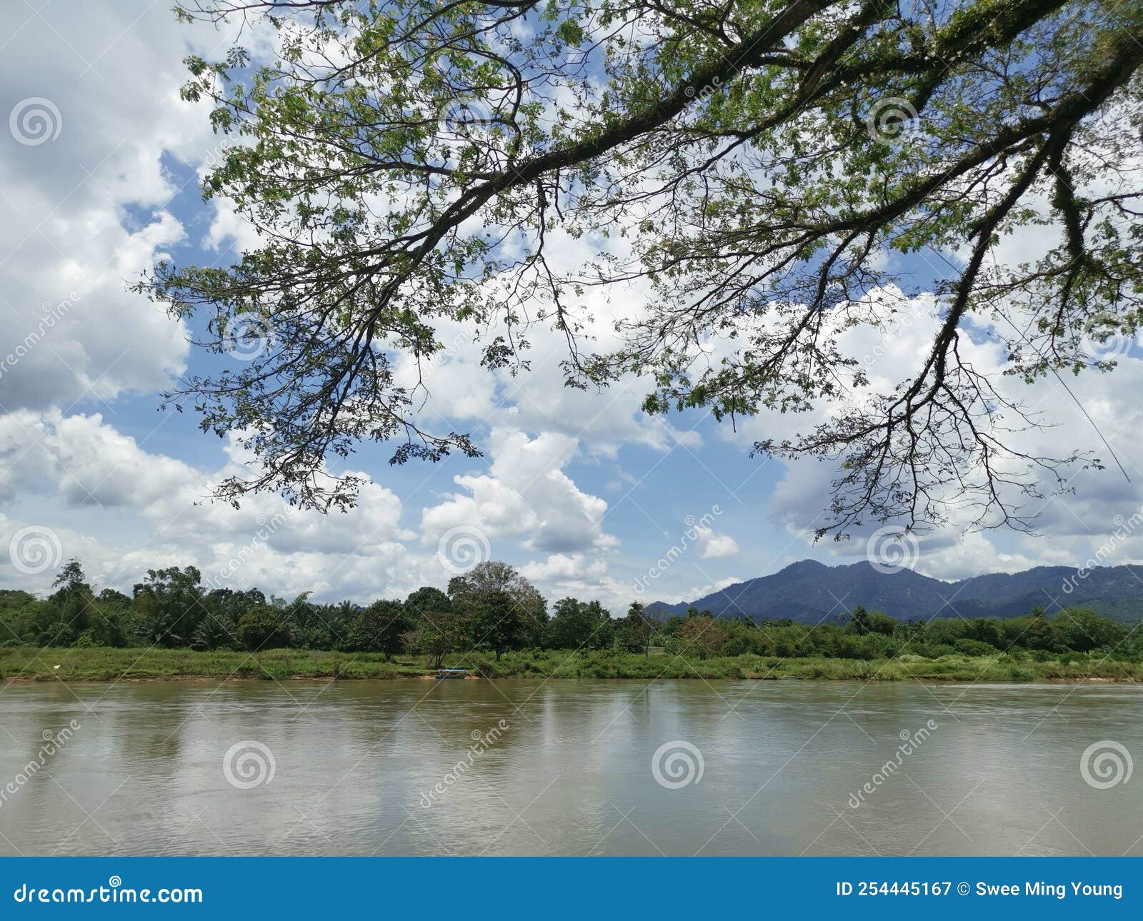 Huge Rainforest Tree Growing by the Riverside. Stock Image - Image of ...