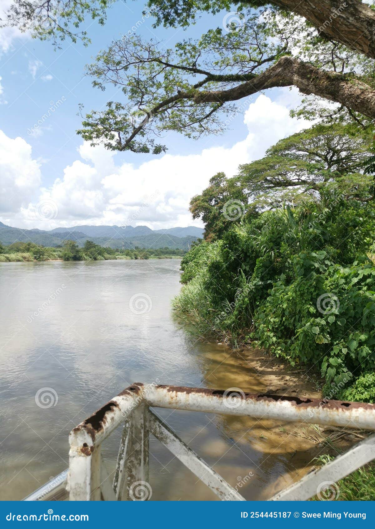 Huge Rainforest Tree Growing by the Riverside. Stock Image - Image of ...