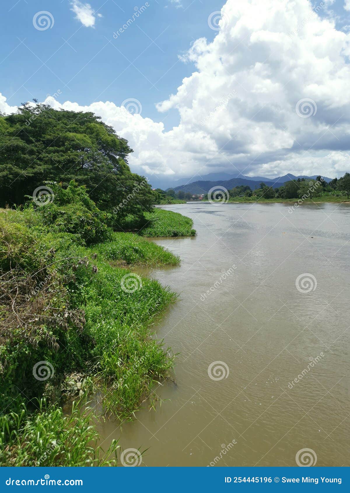 Huge Rainforest Tree Growing by the Riverside. Stock Photo - Image of ...