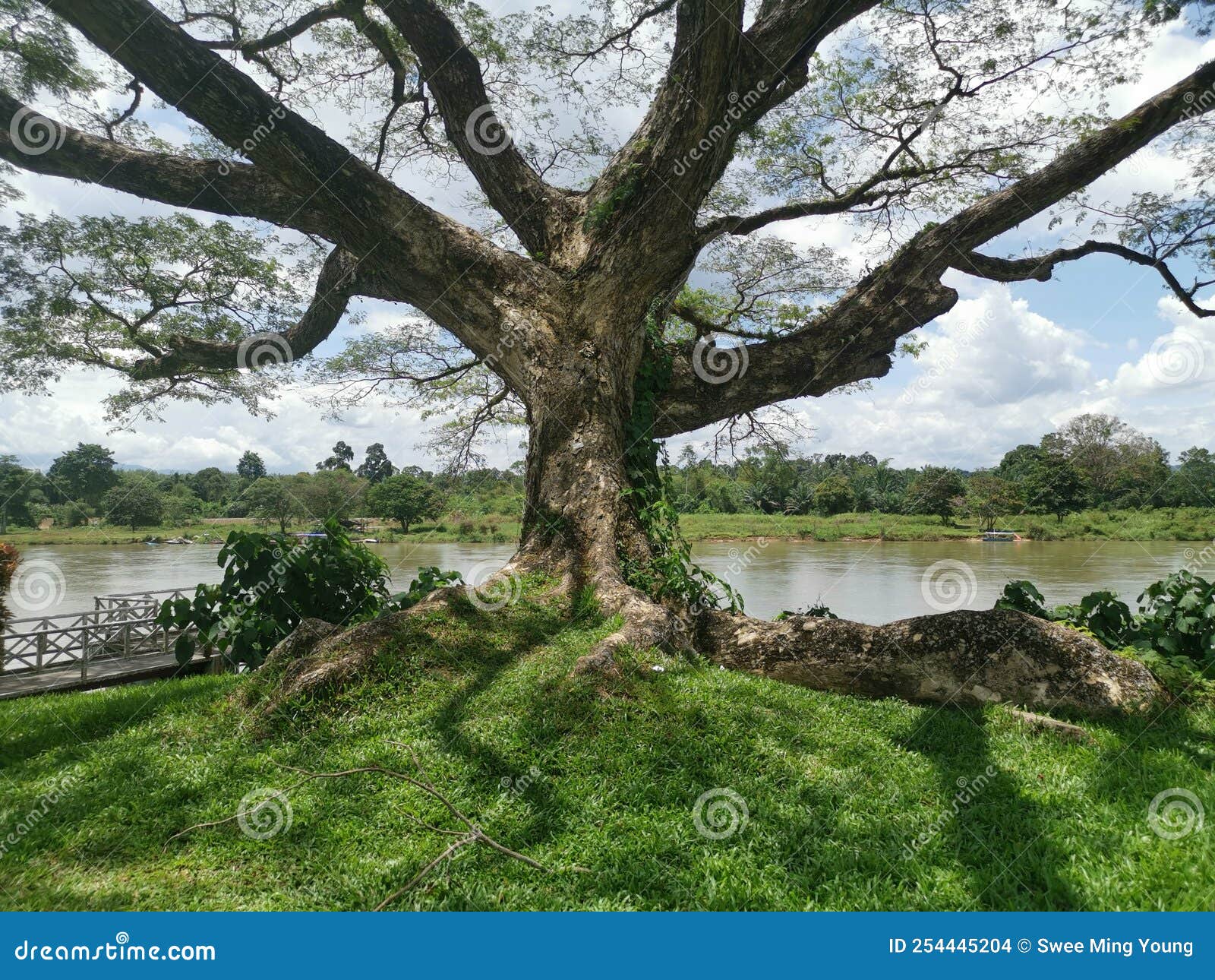 Huge Rainforest Tree Growing by the Riverside. Stock Photo - Image of ...