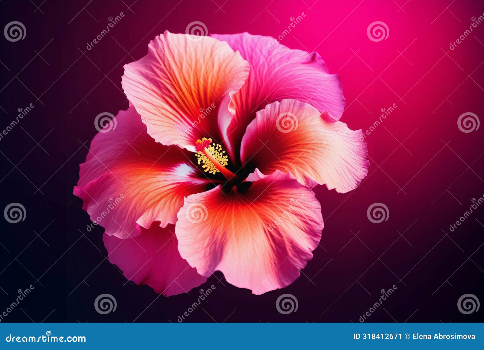 Huge Red Hibiscus Flower Front View, Duo Gradient Background, Defocused ...