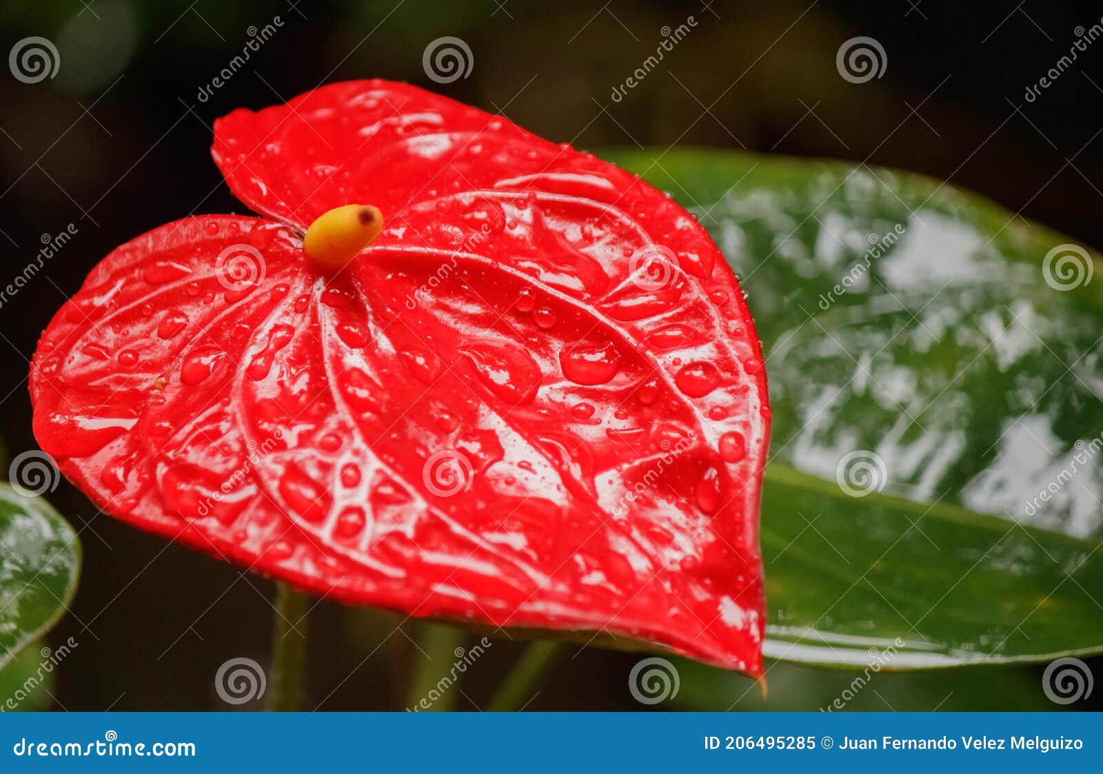 A Huge Red Laceleaf Anthurium Stock Image - Image of leaf, heavenly ...