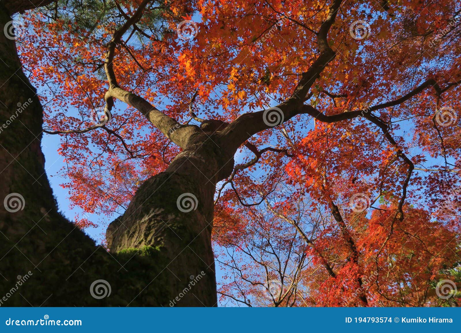 A Huge Red Maple Tree in Kyoto Stock Photo - Image of outdoor, famous ...