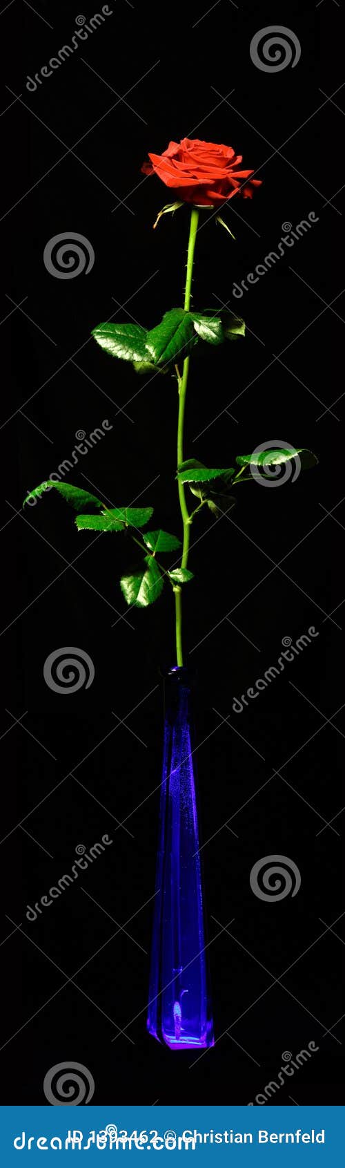 Huge red rose panoramic stock photo. Image of dark, garden - 1393462